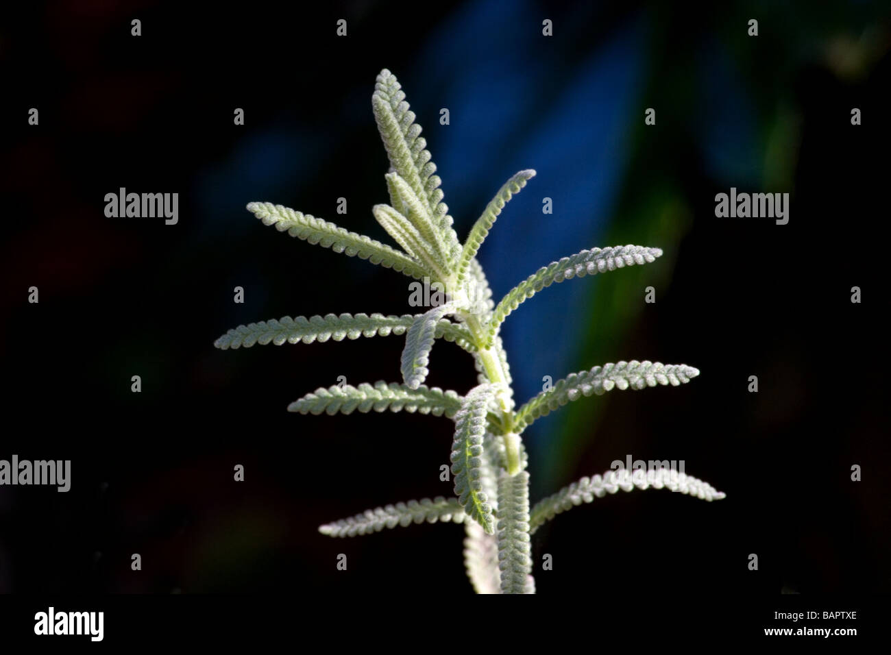 Sprig beauty hi-res stock photography and images - Alamy