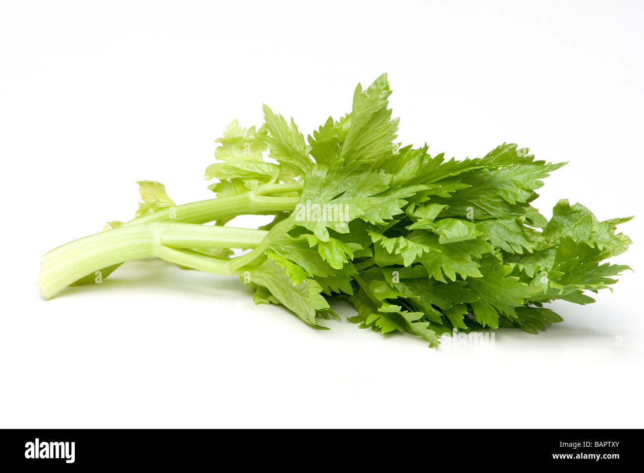 Fresh celery on white Stock Photo - Alamy