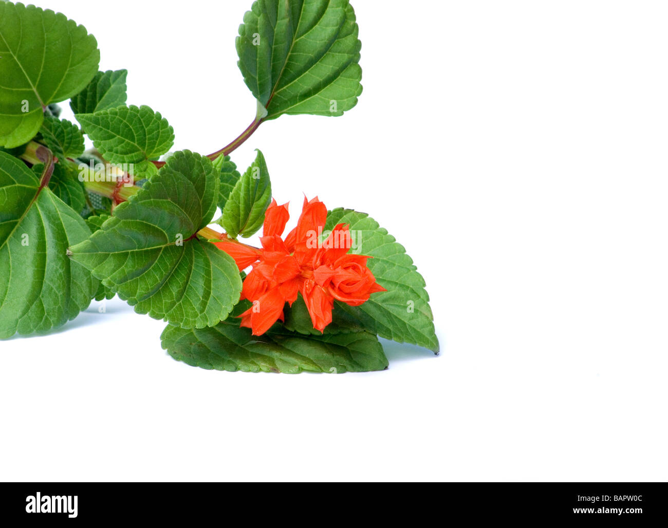 Scarlet Sage, Salvia splendens Sellow Stock Photo - Alamy