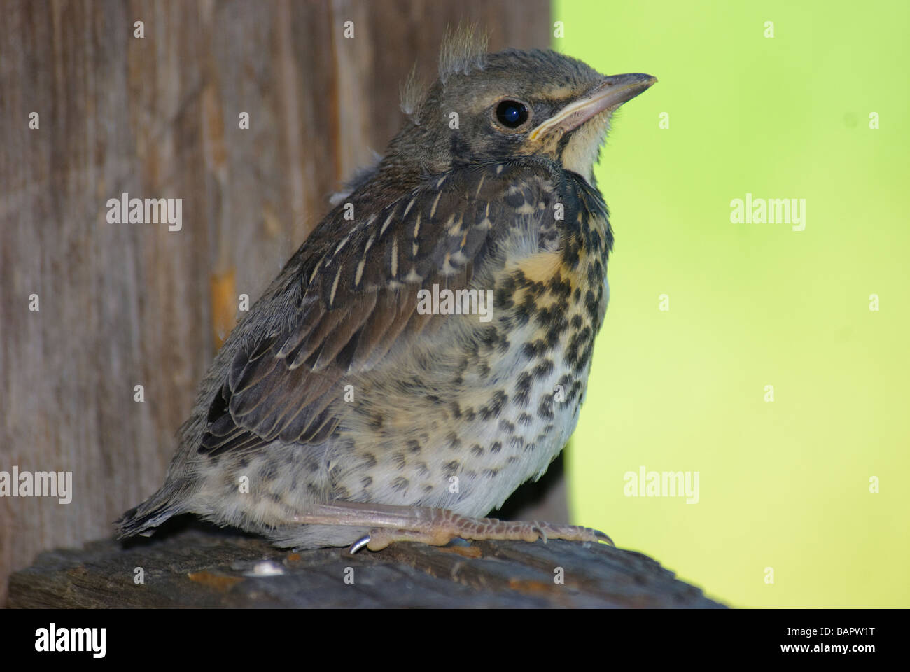 Juvenile fieldfare hi-res stock photography and images - Alamy