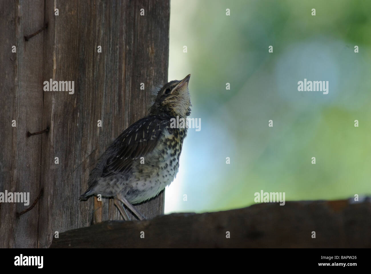 Juvenile fieldfare hi-res stock photography and images - Alamy
