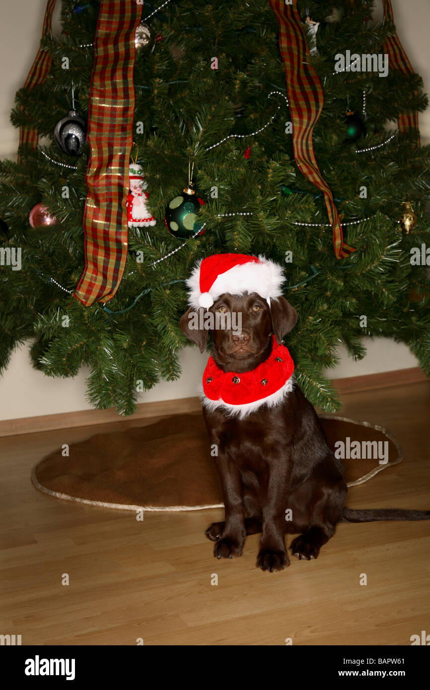 Dog sitting by a Christmas tree Stock Photo - Alamy