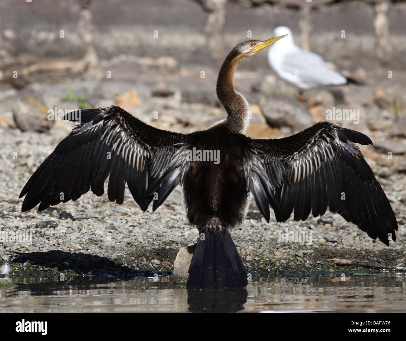 waterbird Australasian Darter drying its wings Stock Photo - Alamy