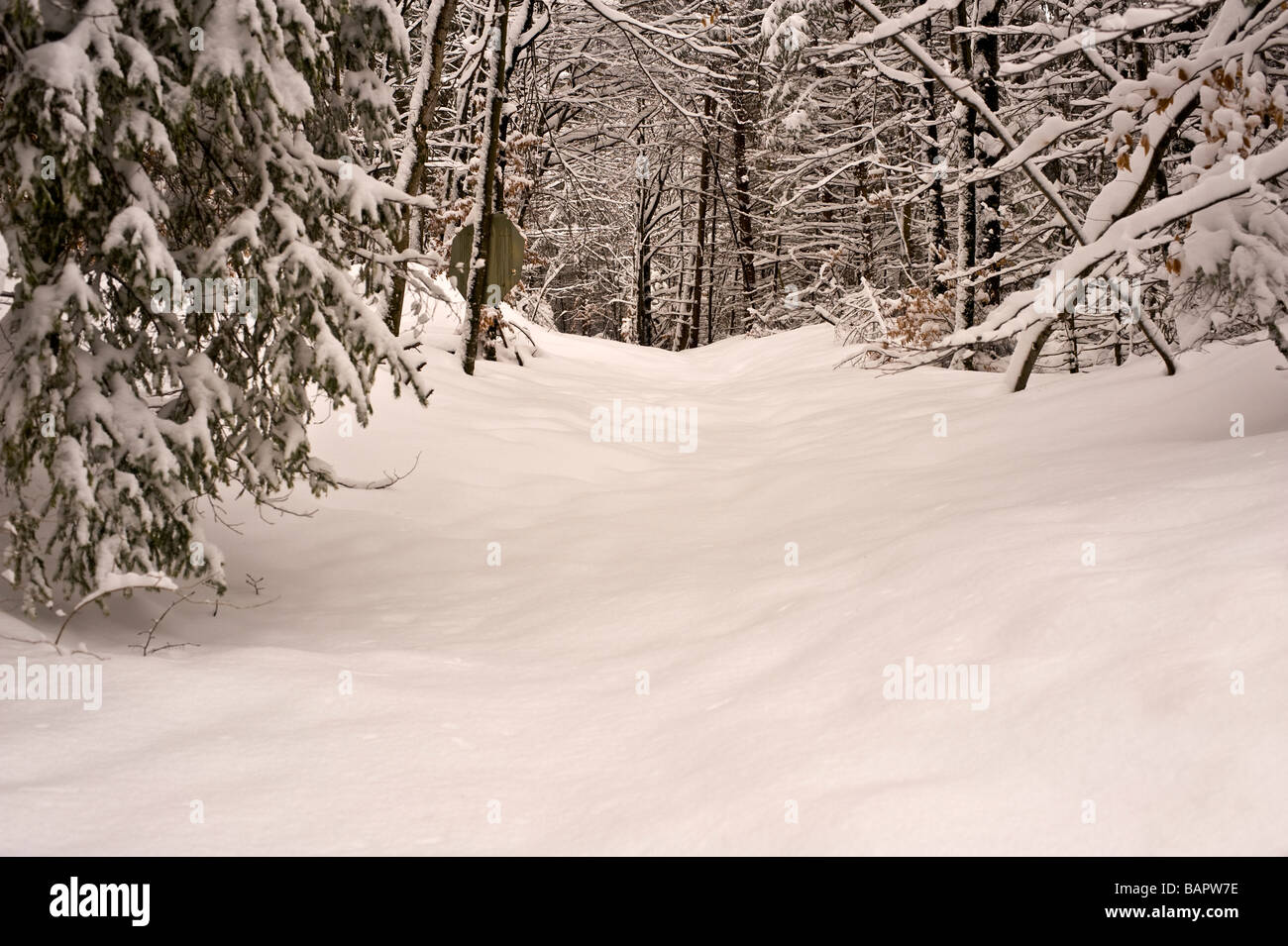 Trail through the forest with fresh snow Stock Photo - Alamy