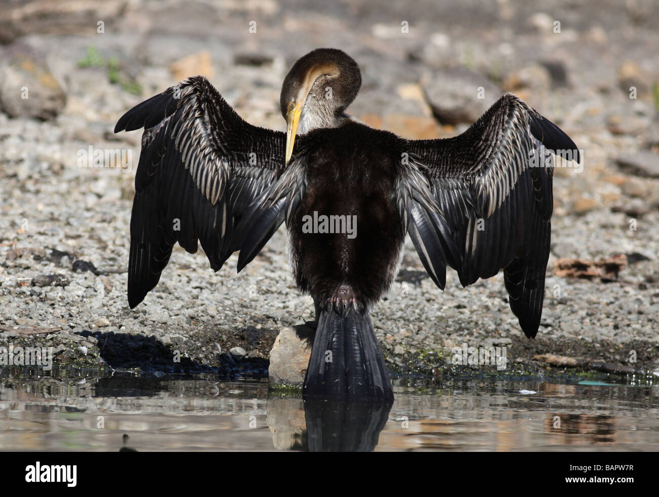 waterbird Australasian Darter drying its wings Stock Photo - Alamy