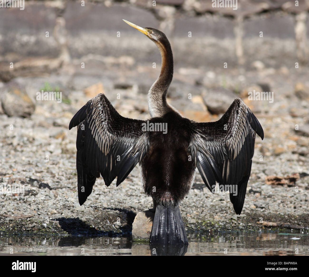 waterbird Australasian Darter drying its wings Stock Photo - Alamy