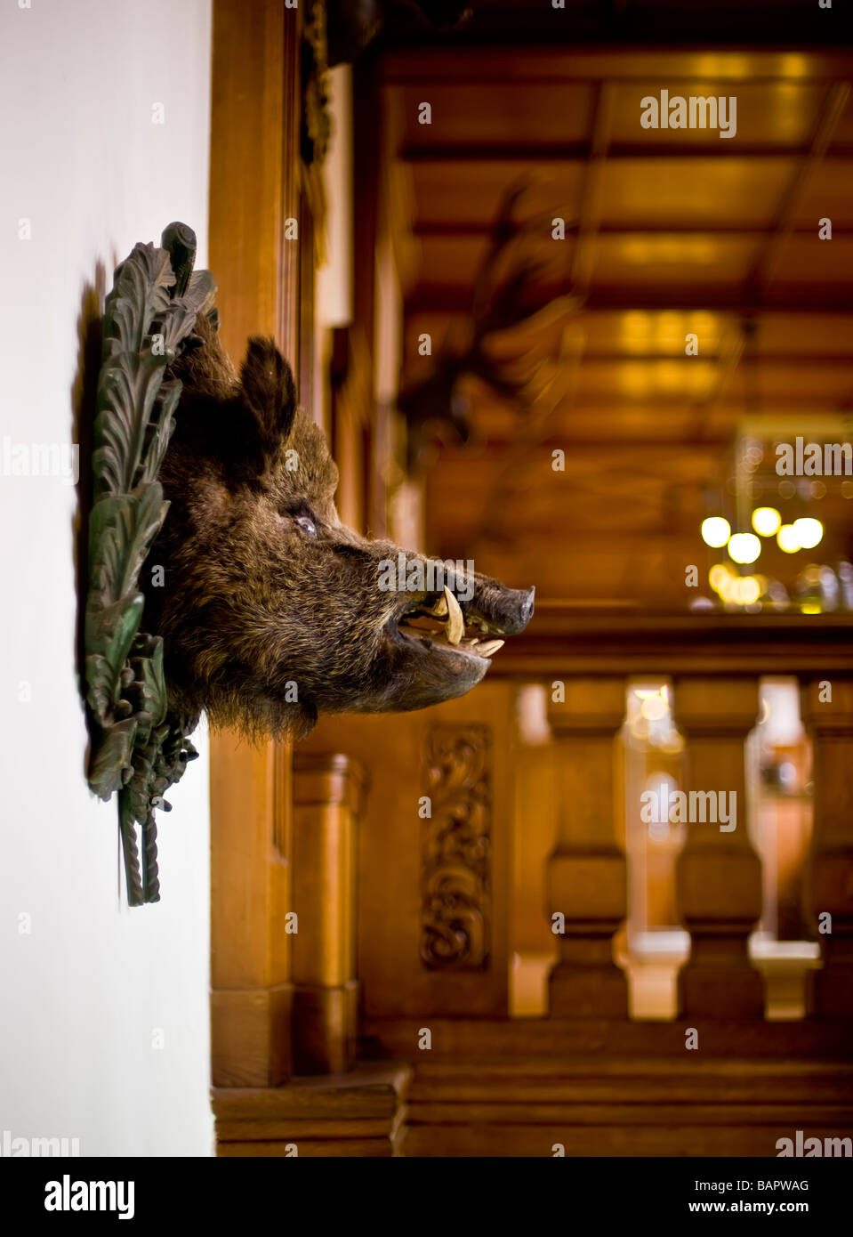 boar's head mounted on wall Stock Photo - Alamy