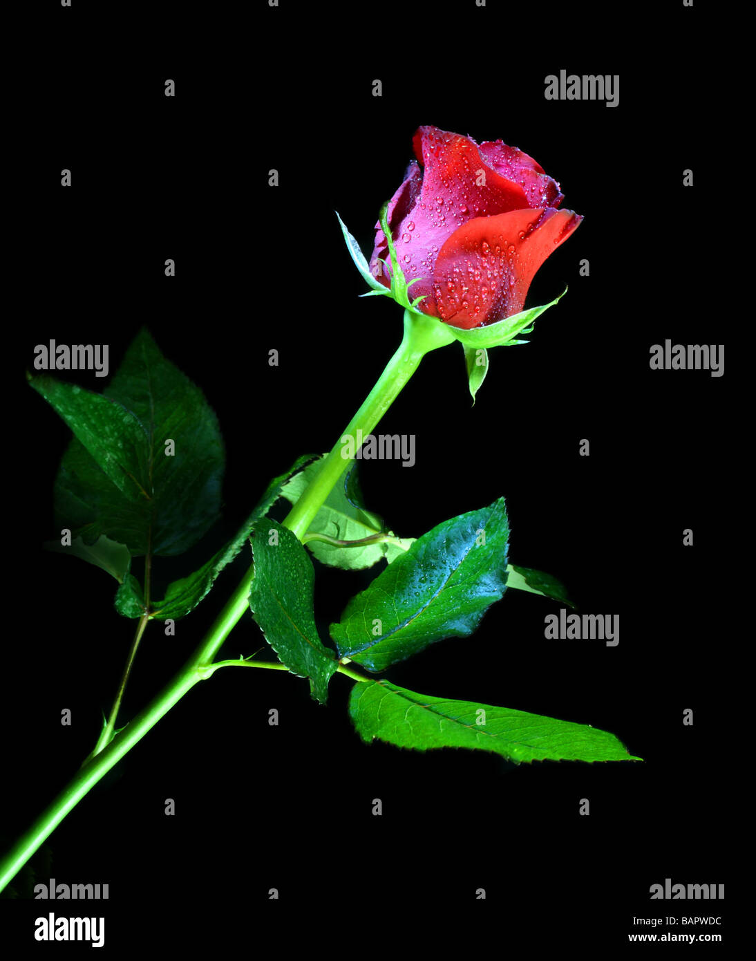 beauty red rose on black background Stock Photo - Alamy