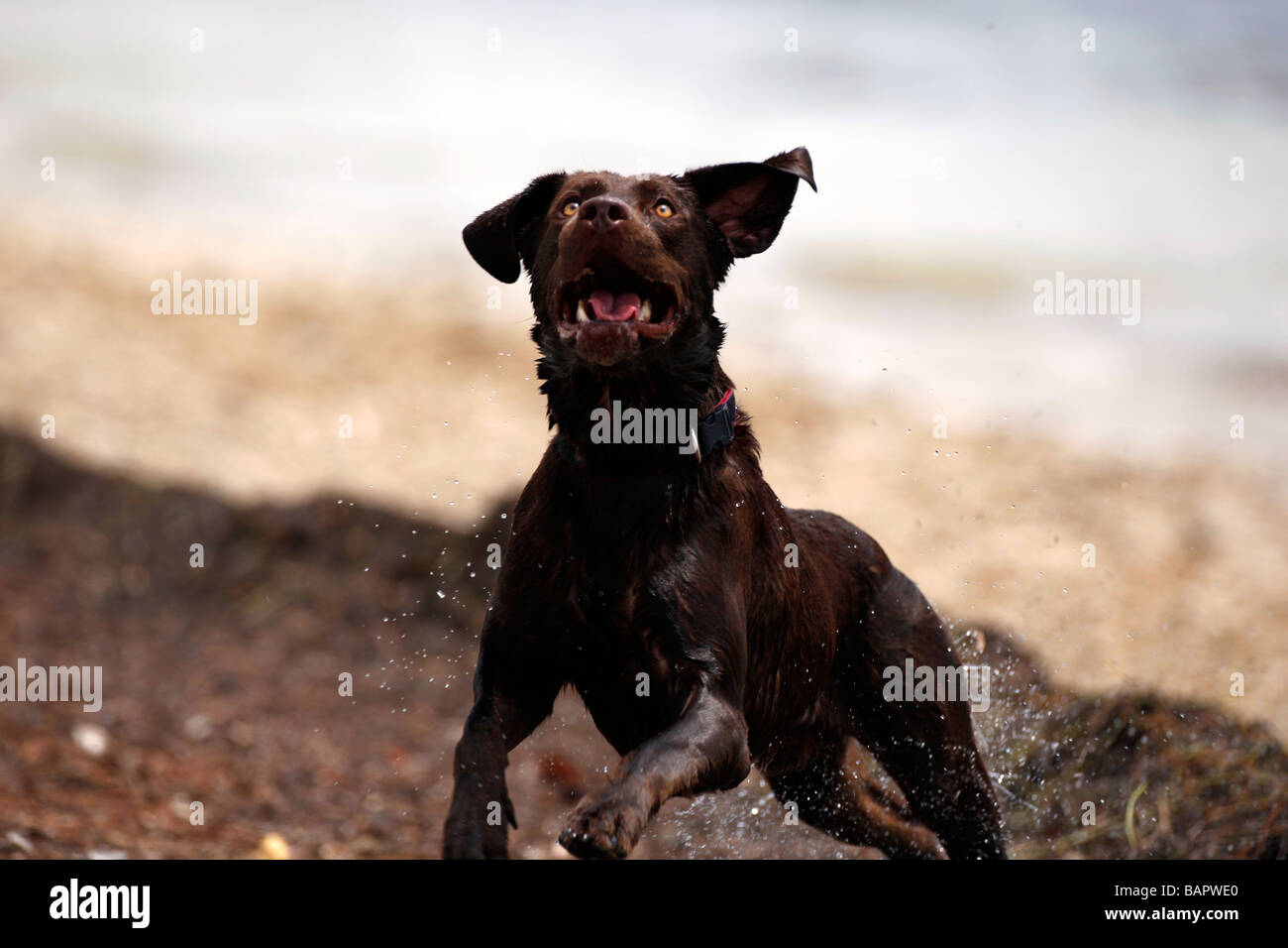 Labrador gun dog hi-res stock photography and images - Alamy