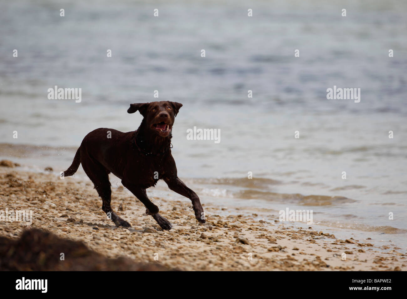 Labrador type dog hi-res stock photography and images - Alamy