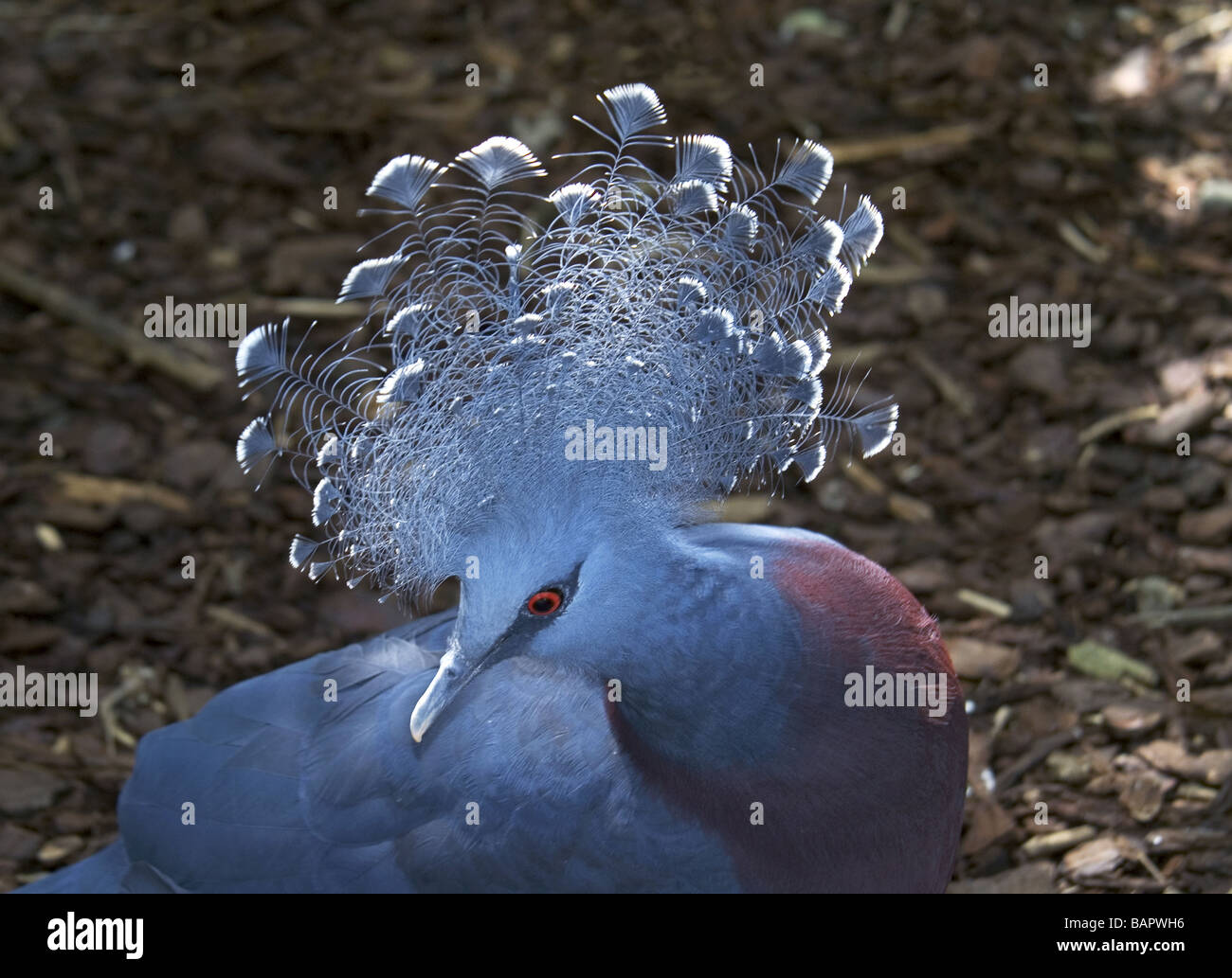Crowned pigeons images hi-res stock photography and images - Alamy