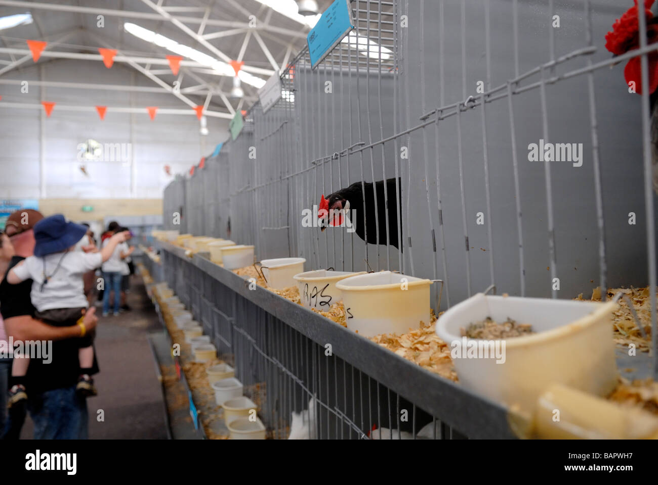 Show Chickens High Resolution Stock Photography and Images - Alamy