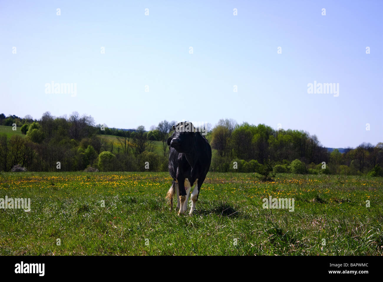 Spring cow hi-res stock photography and images - Alamy