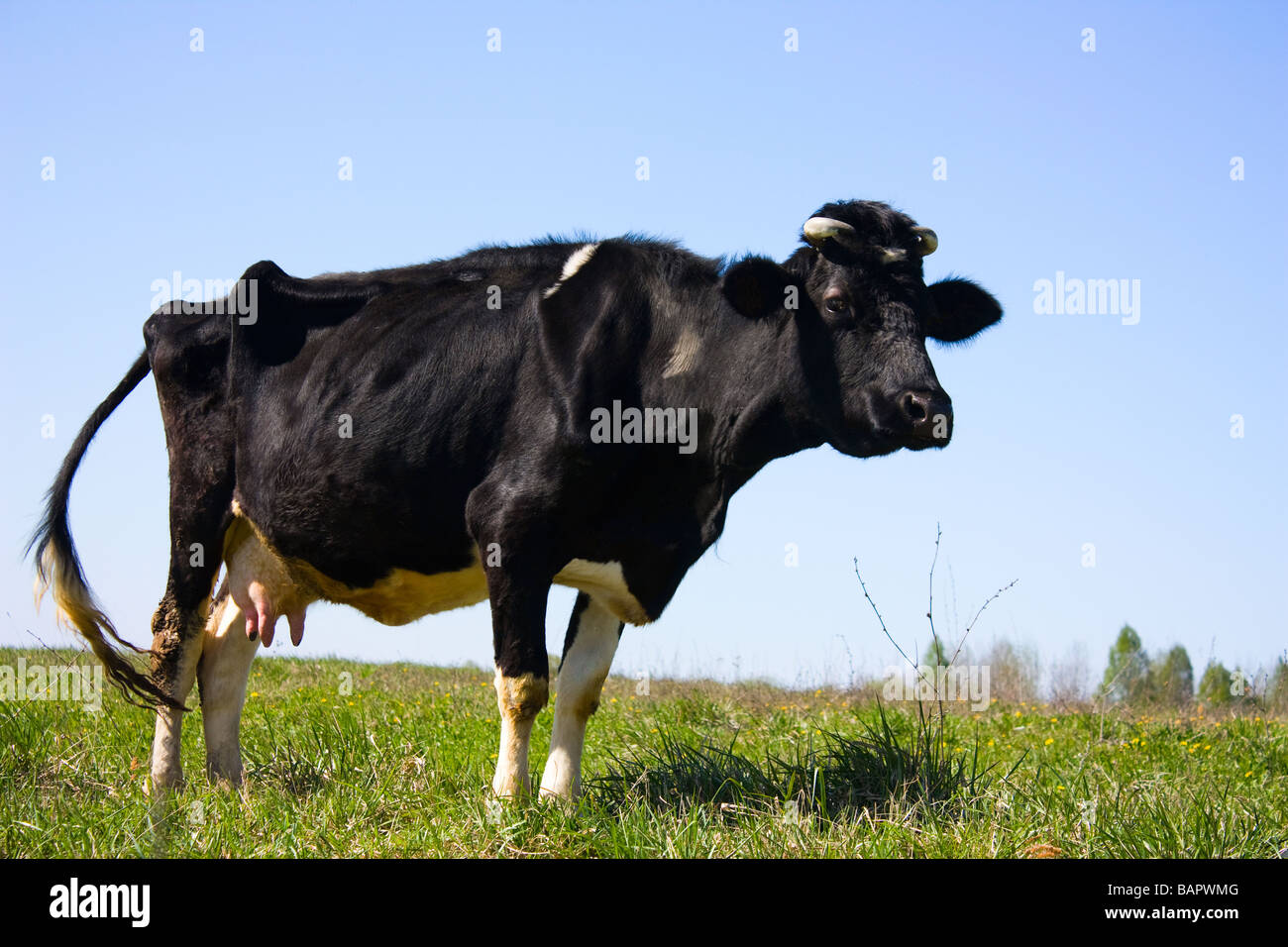 Spring cow hi-res stock photography and images - Alamy
