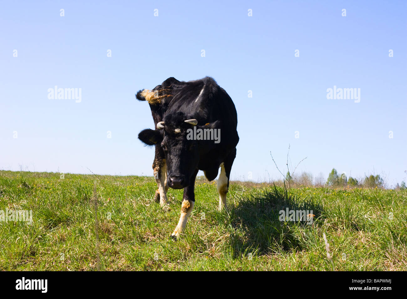 spring a cow on the meadow Stock Photo - Alamy