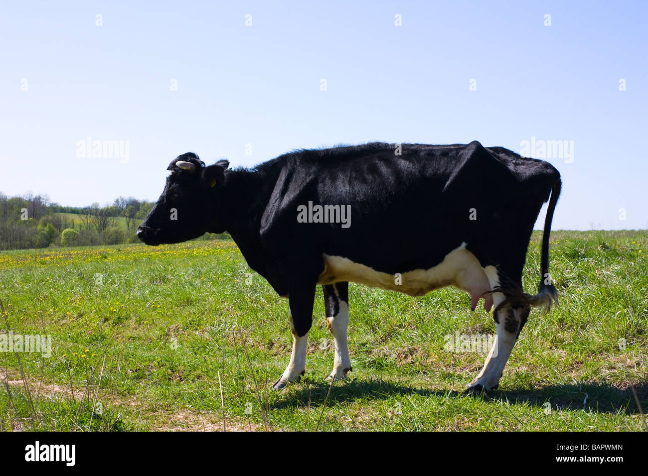 Spring cow hi-res stock photography and images - Alamy