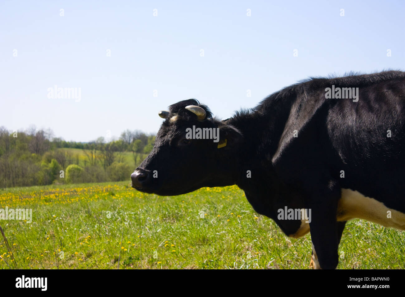 spring a cow on the meadow Stock Photo - Alamy