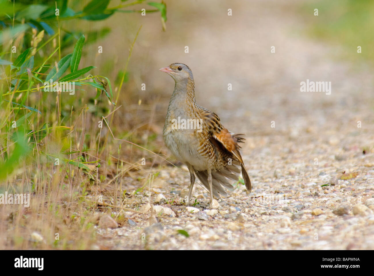 Corncrake hi-res stock photography and images - Alamy