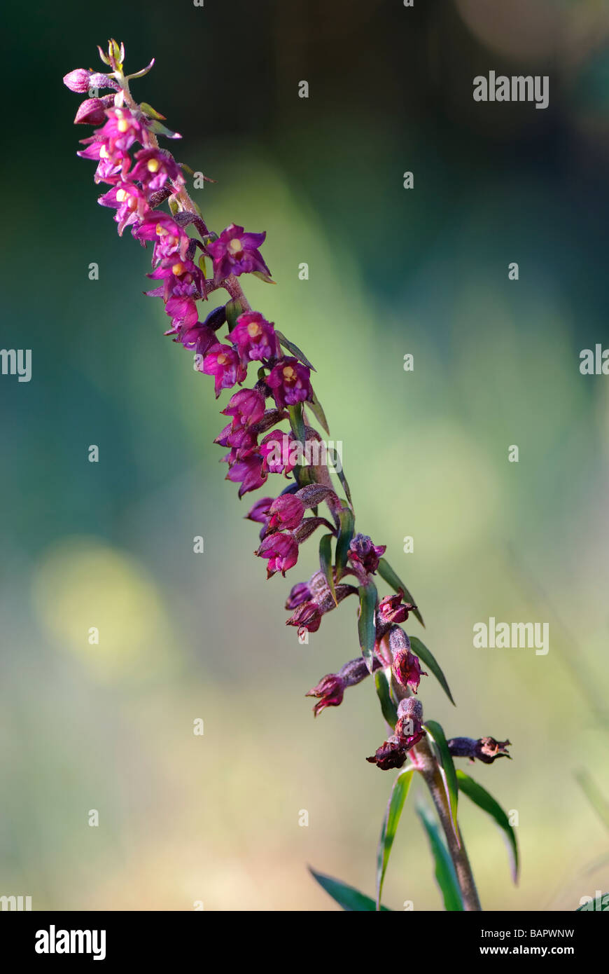 Dark Red Helleborine High Resolution Stock Photography and Images - Alamy