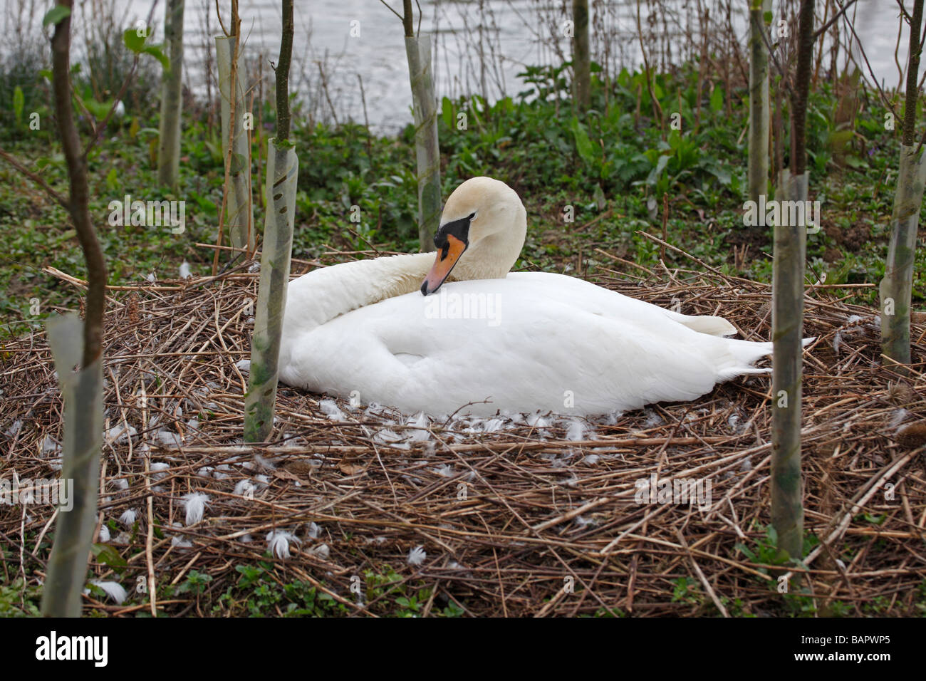 Sitting Swan High Resolution Stock Photography and Images - Alamy