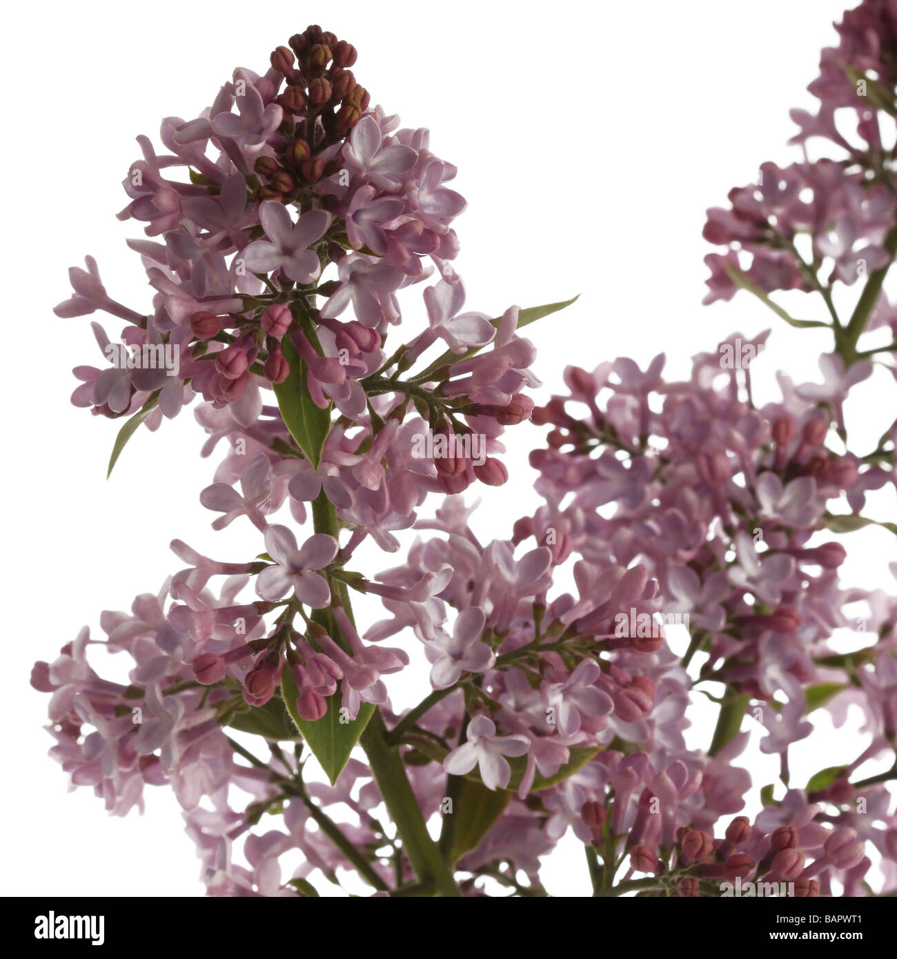 Lilac sprig on a white background Stock Photo - Alamy