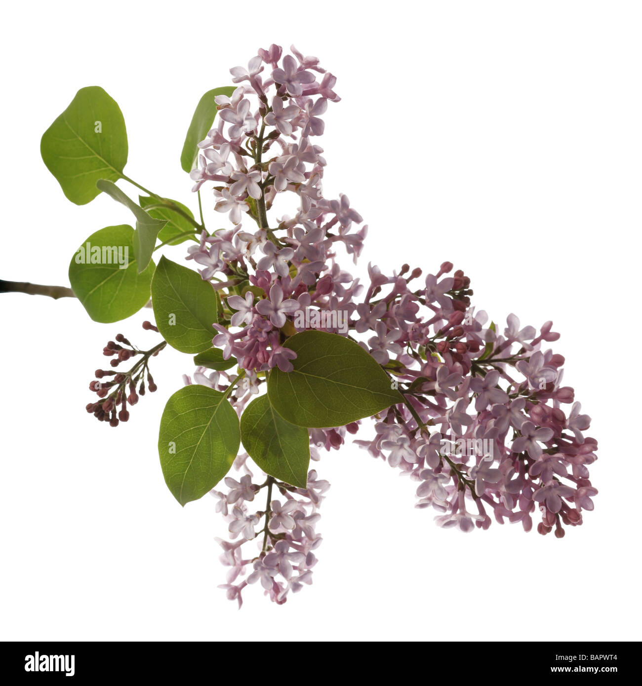 Lilac sprig on a white background Stock Photo - Alamy