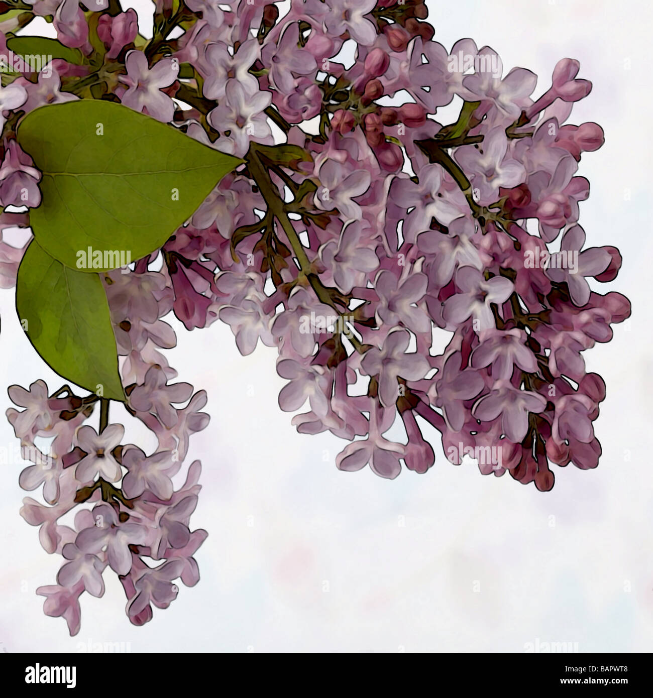 Lilac sprig on a white background Stock Photo - Alamy