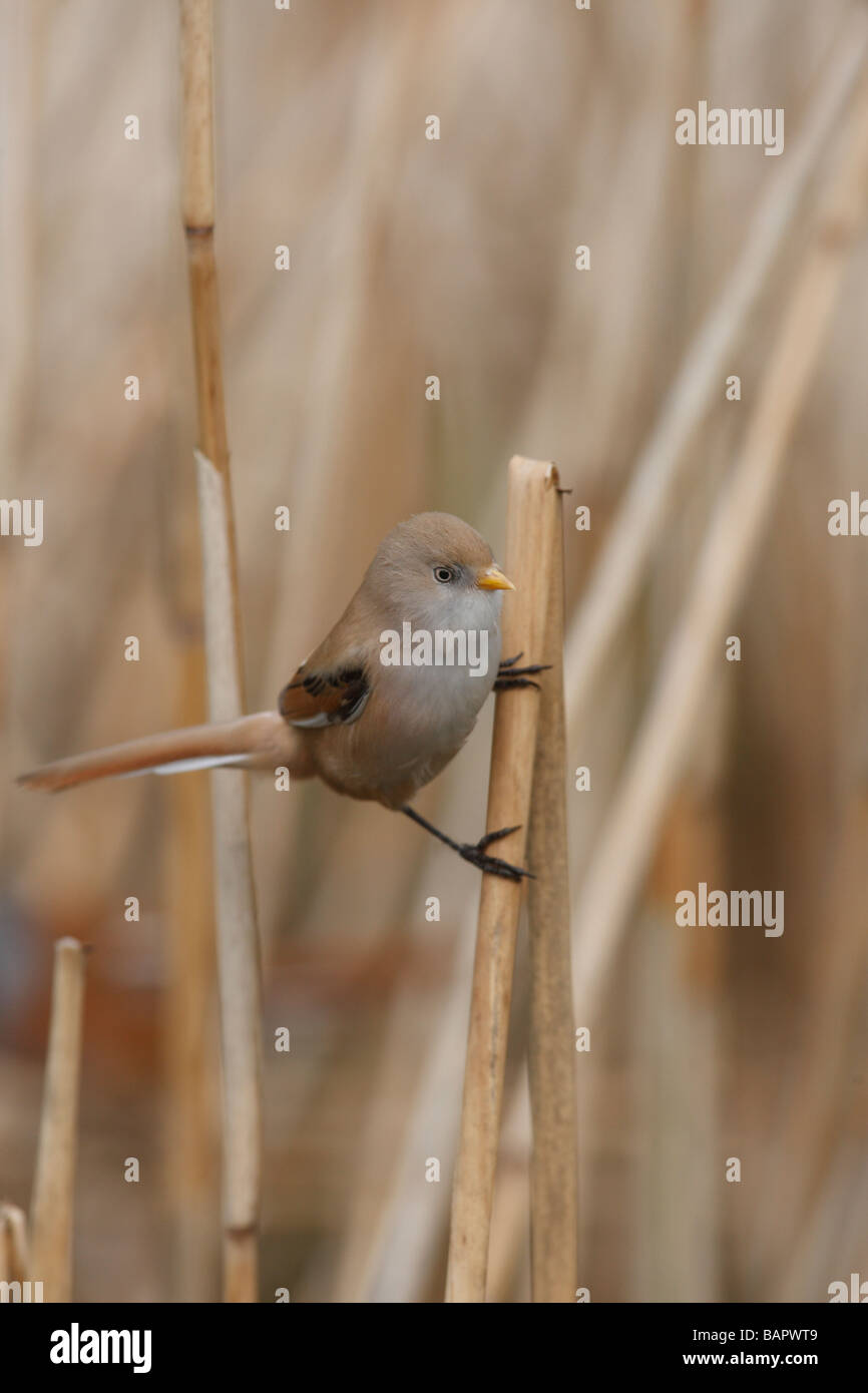bearded tit Panurus biarmicus female perching on reedstem Stock Photo ...