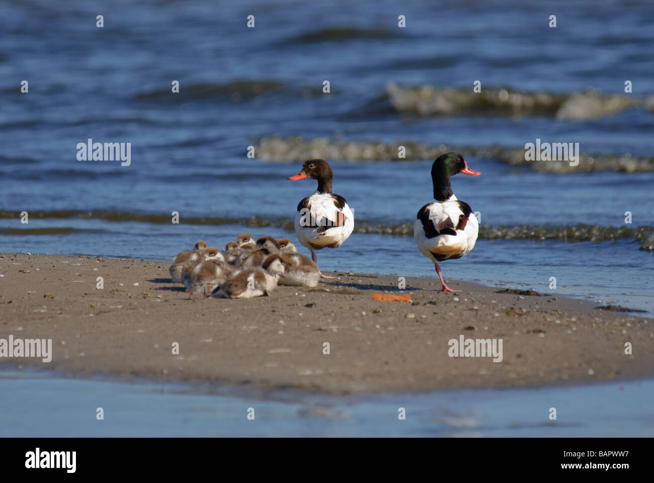 Female Shelducks High Resolution Stock Photography and Images - Alamy