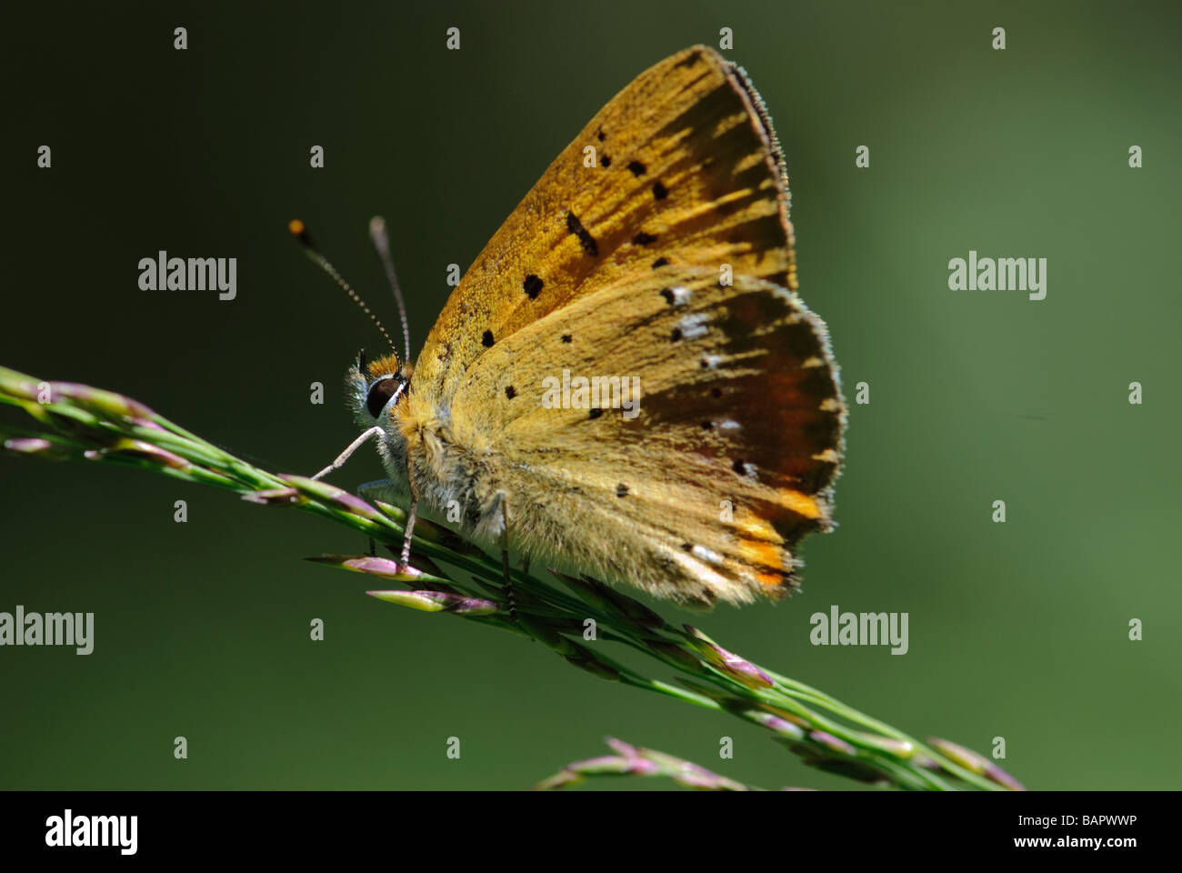 butterfly Scarce Copper Lycaena virgaureae Stock Photo - Alamy