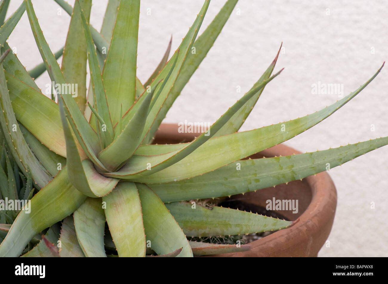 Aloe Vera also known as the Medicinal Aloe Stock Photo - Alamy