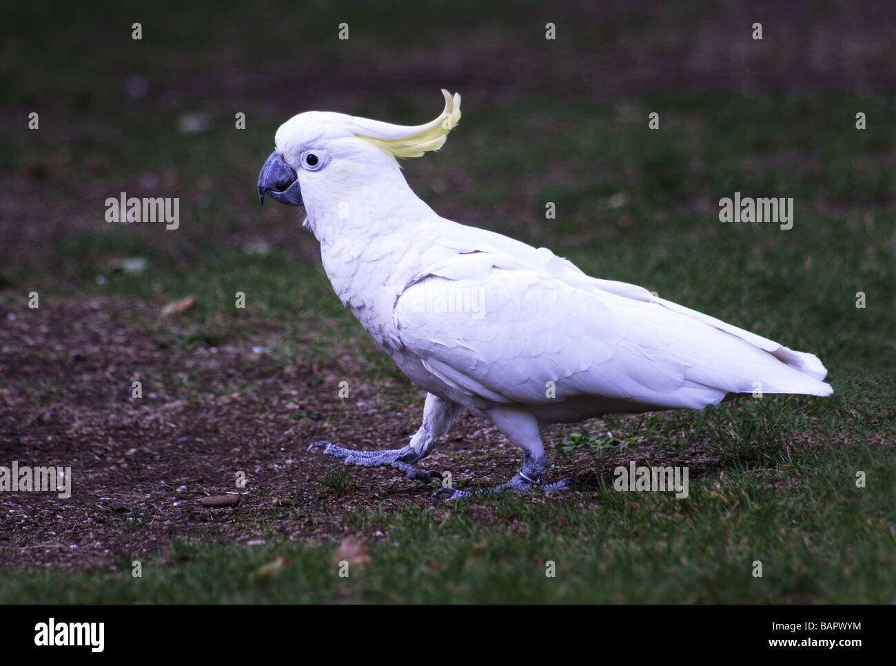Sulphur-Crested Cockatoo 'Cacatua galerita' Adult walking on the ground ...