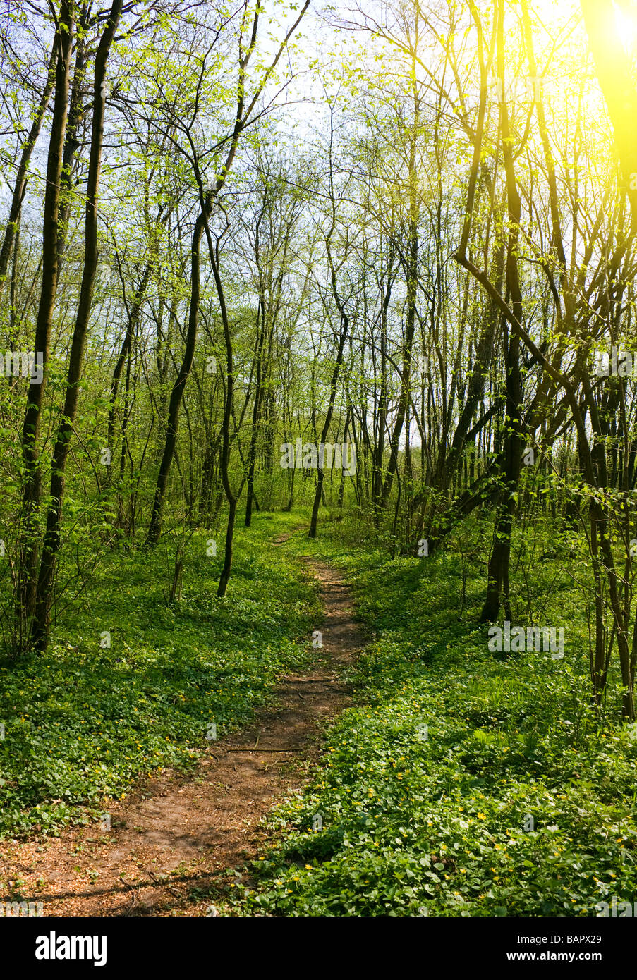 trail in Spring Park Stock Photo - Alamy