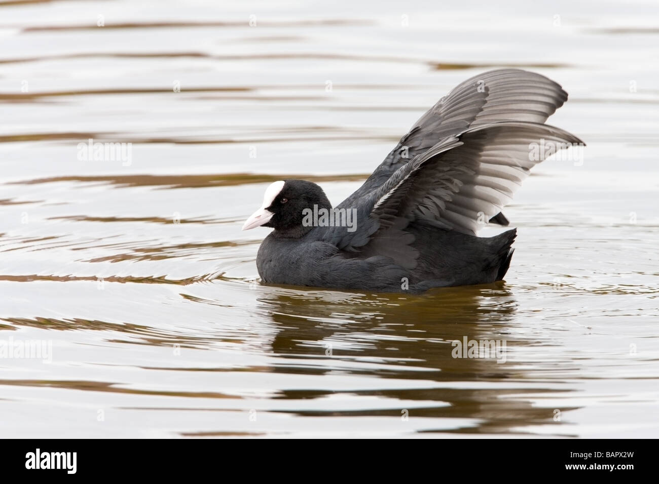 Adult wing flapping hi-res stock photography and images - Alamy
