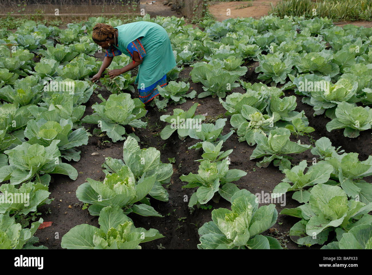 A Congolese woman working in a farm in Congo DR Central Africa Stock ...