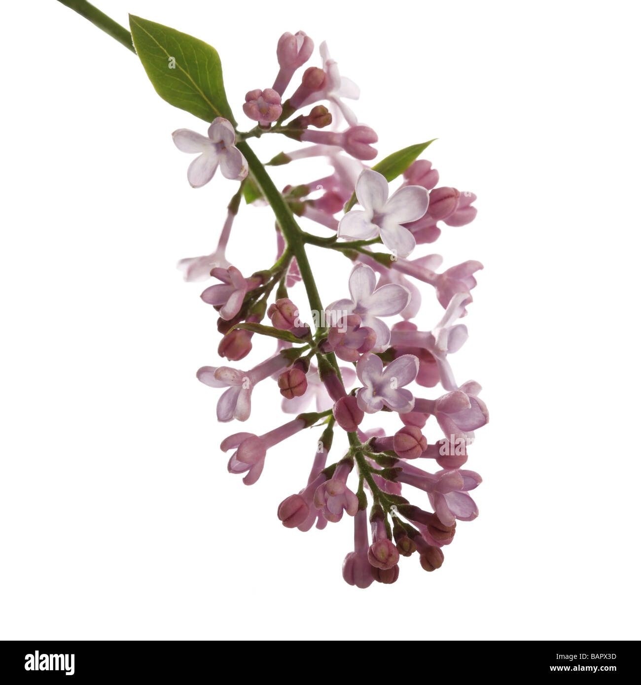 Lilac sprig on a white background Stock Photo - Alamy