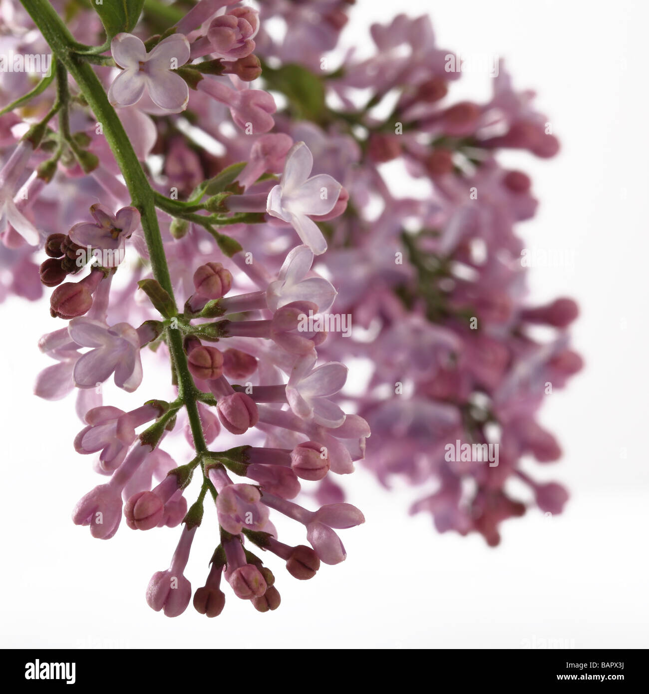 Lilac sprig on a white background Stock Photo - Alamy