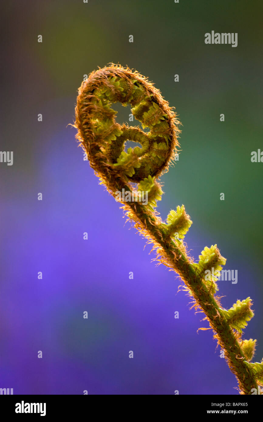 Coil fern hi-res stock photography and images - Alamy