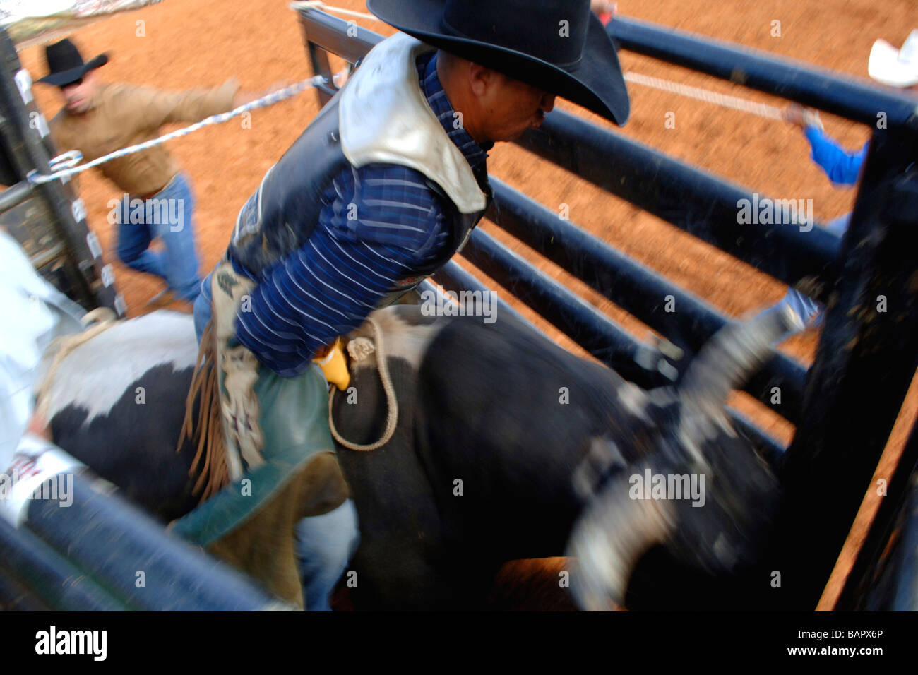 Rodeo bull rider performance at the Texas State Fair rodeo arena/Dallas ...