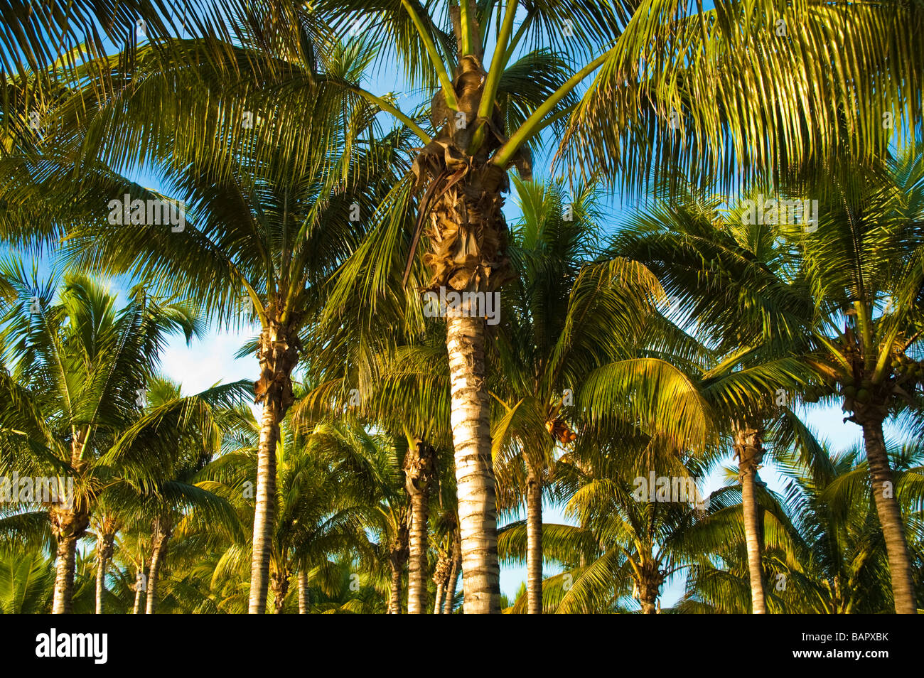 Forest with palmtrees some with coconuts against blue sky Mauritius ...