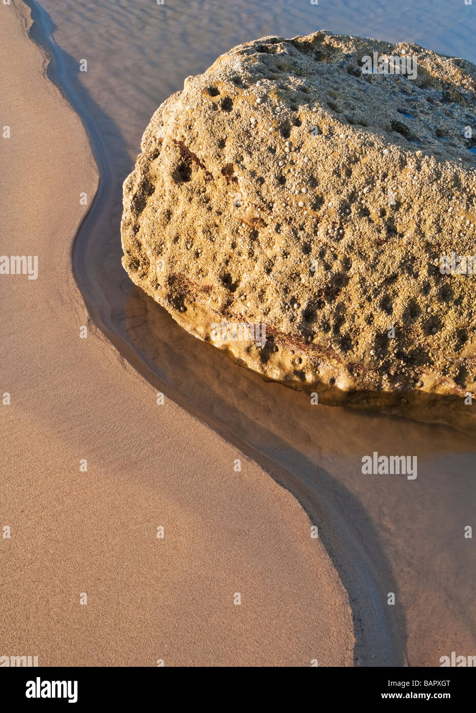 Barnacle encrusted sandstone rock on Longsands Beach on the North ...