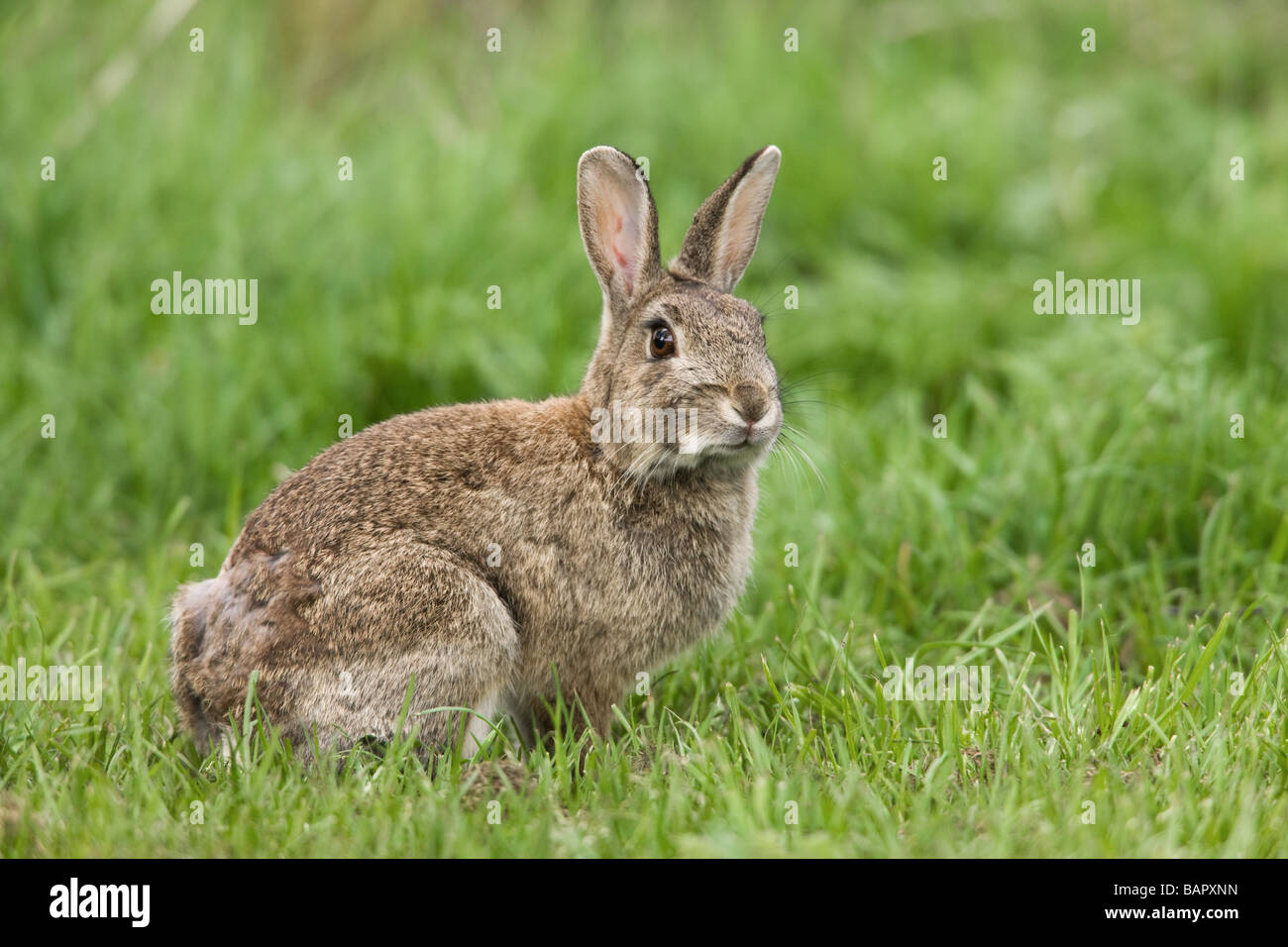 Male rabbit hi-res stock photography and images - Alamy
