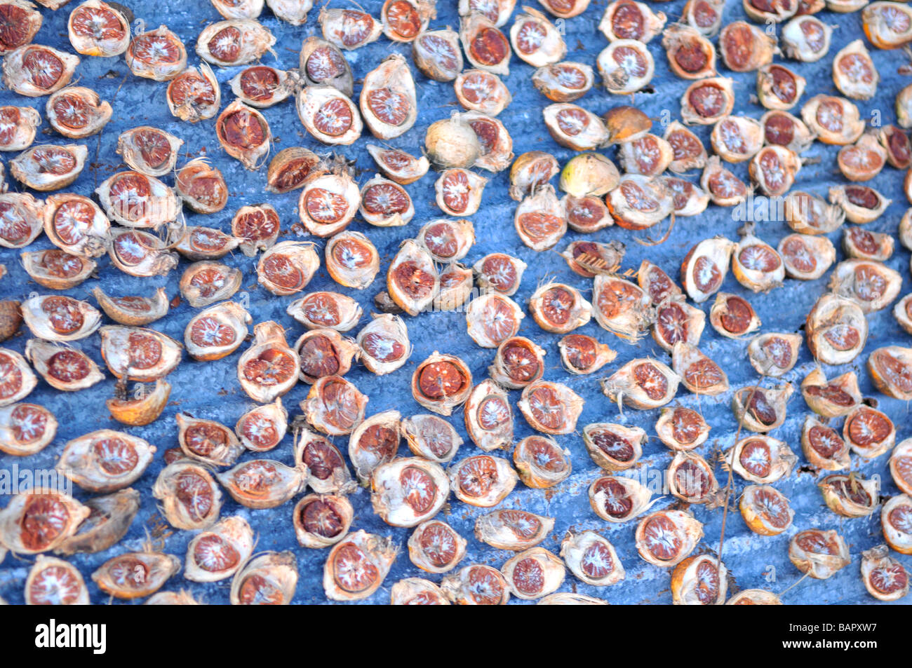 Dried betel nut hi-res stock photography and images - Alamy