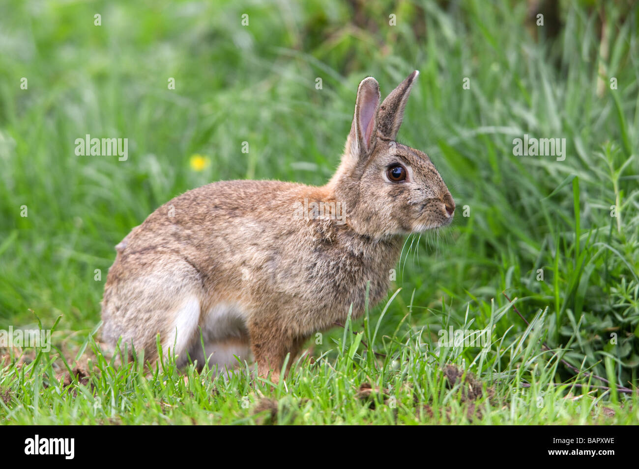 Male rabbit hi-res stock photography and images - Alamy