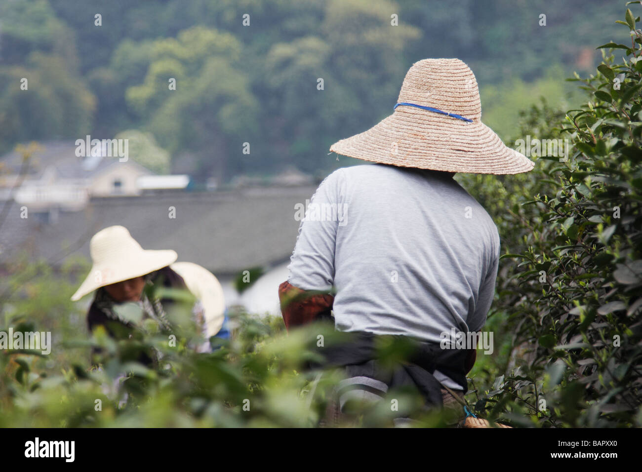 Women Picking Tea, Longjing, Hangzhou, China Stock Photo - Alamy