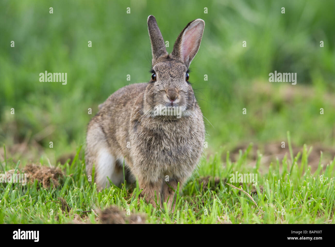 Rabbit Oryctolagus cuniculus adult male Stock Photo - Alamy