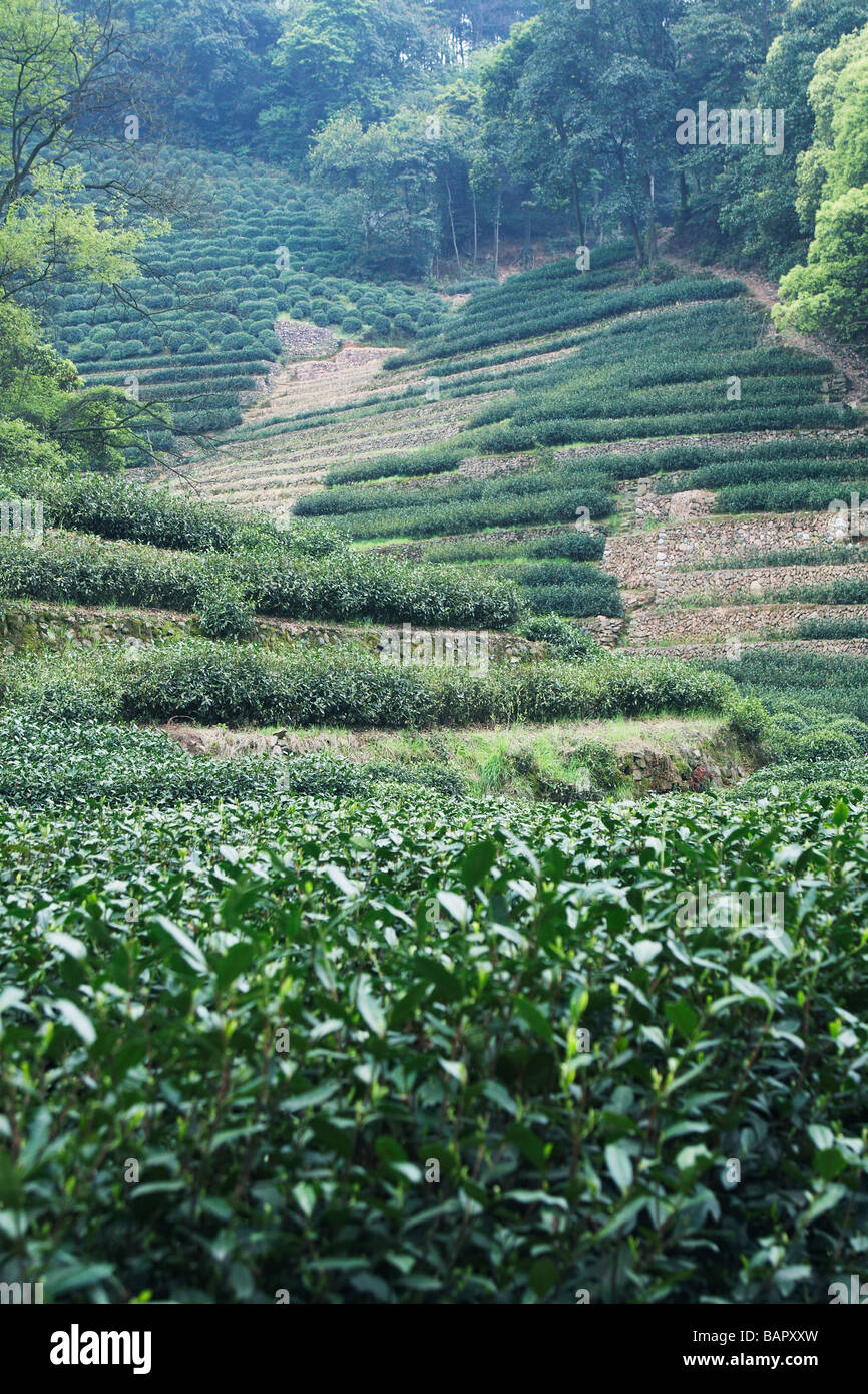 Hangzhou tea hi-res stock photography and images - Alamy
