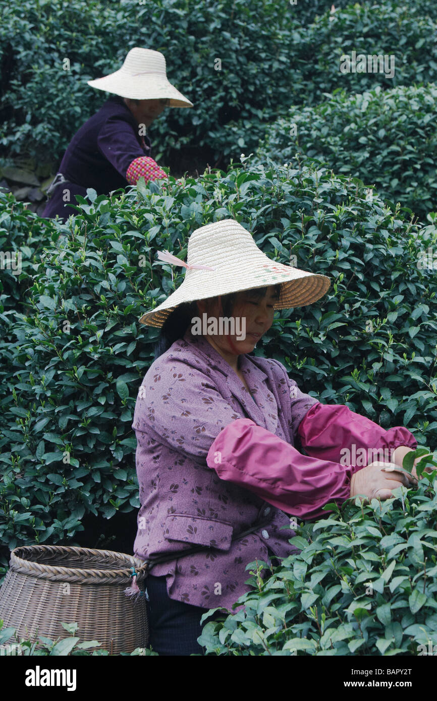 Women Picking Tea, Longjing, Hangzhou, China Stock Photo - Alamy