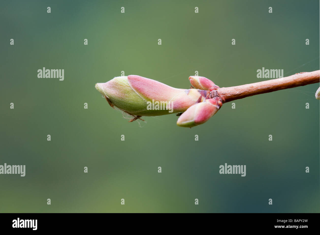 Acer Campestre Leaf High Resolution Stock Photography and Images - Alamy