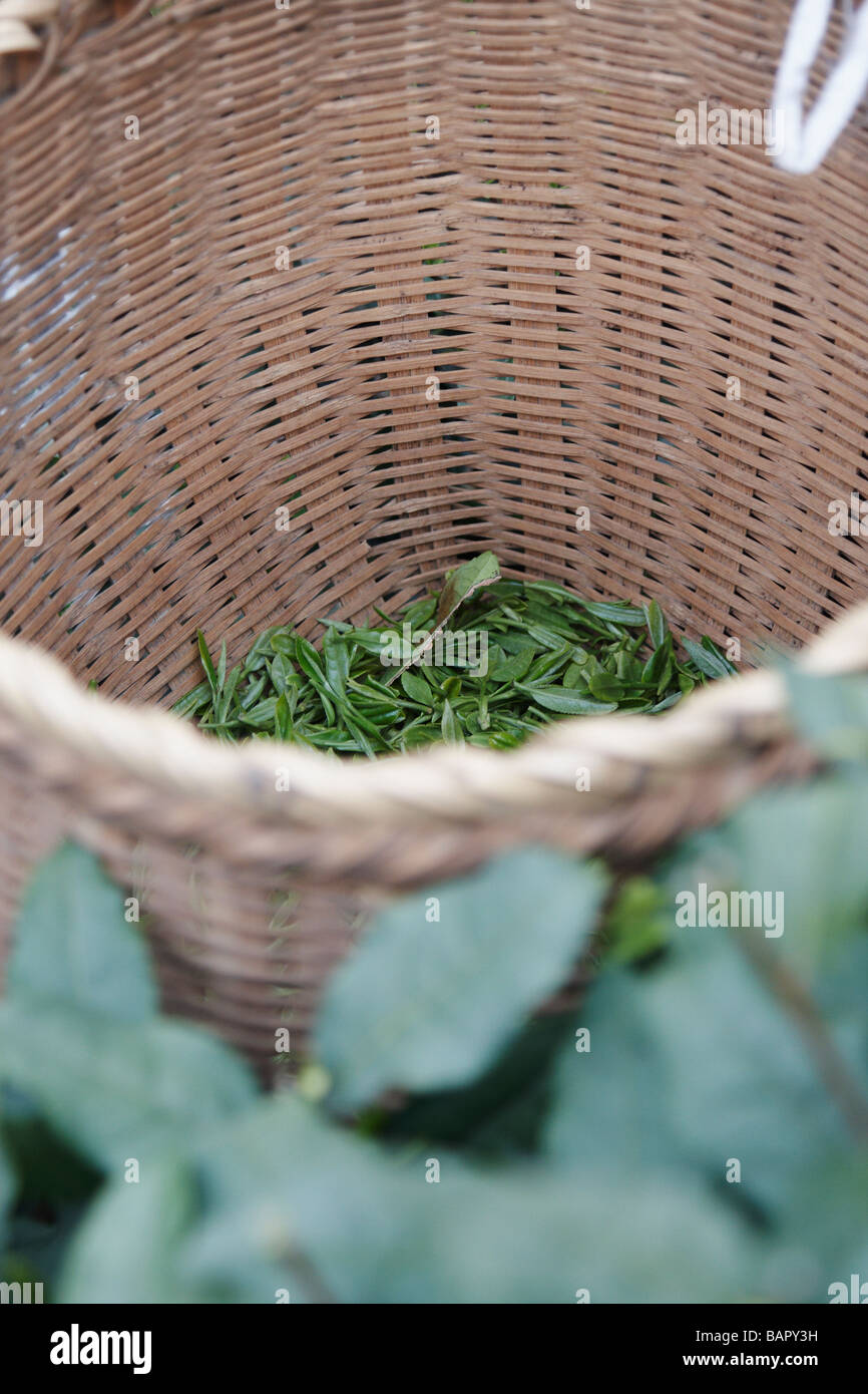 Picked Tea Leaves In Basket, Longjing, Hangzhou, China Stock Photo - Alamy